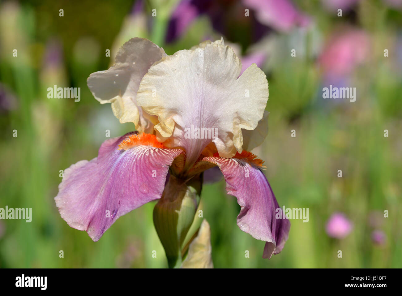 Iris flower in botanical garden Stock Photo - Alamy