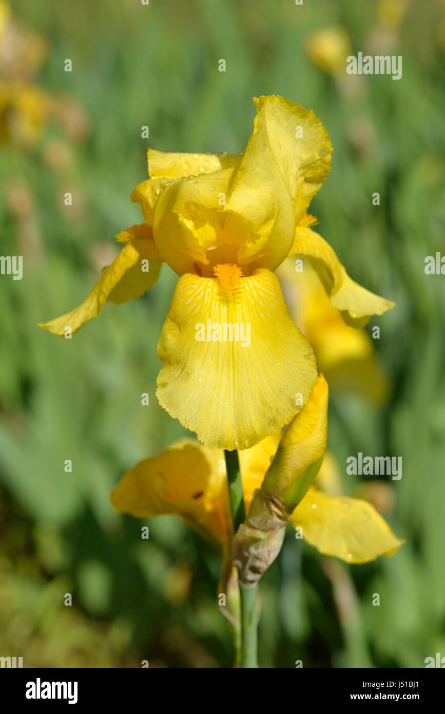 Iris flower in botanical garden Stock Photo - Alamy