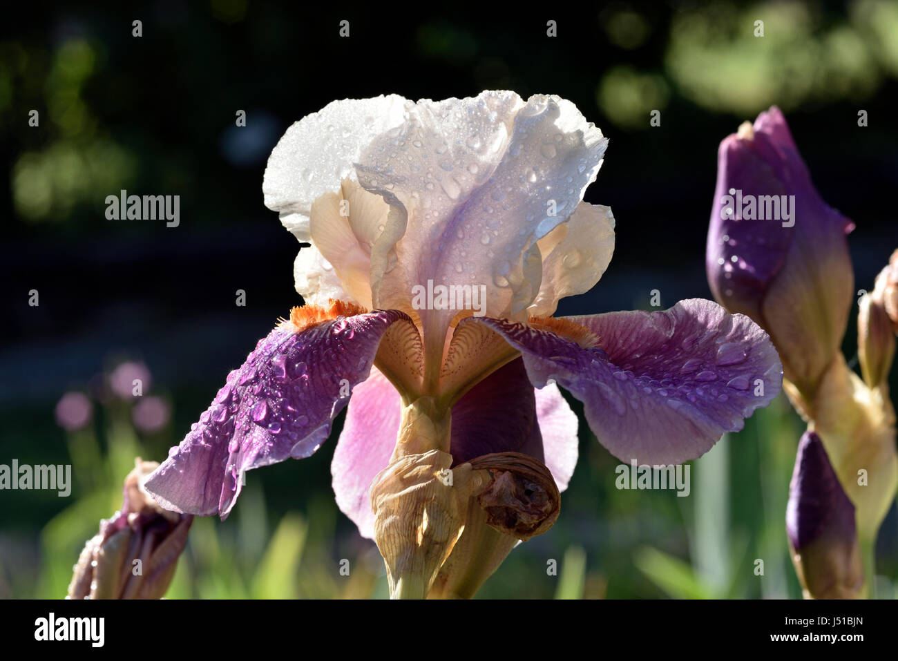 Iris flower in botanical garden Stock Photo - Alamy