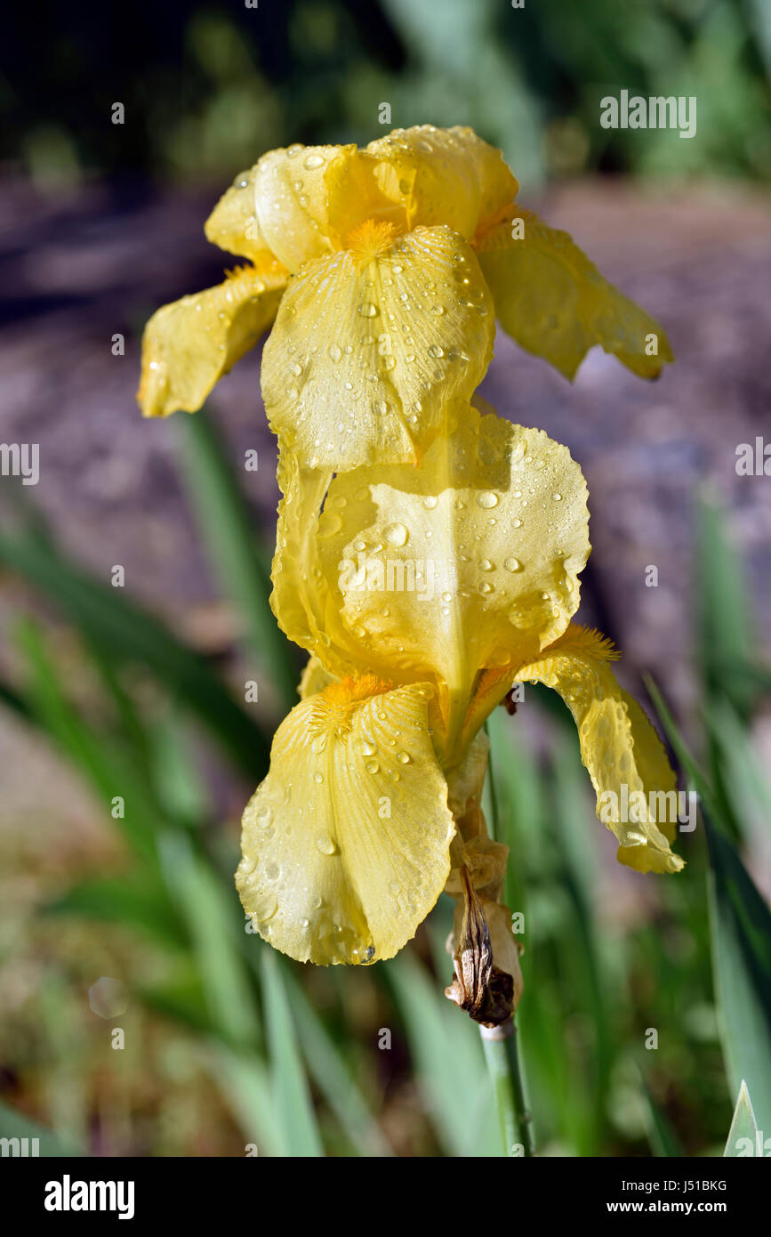 Iris flower in botanical garden Stock Photo - Alamy