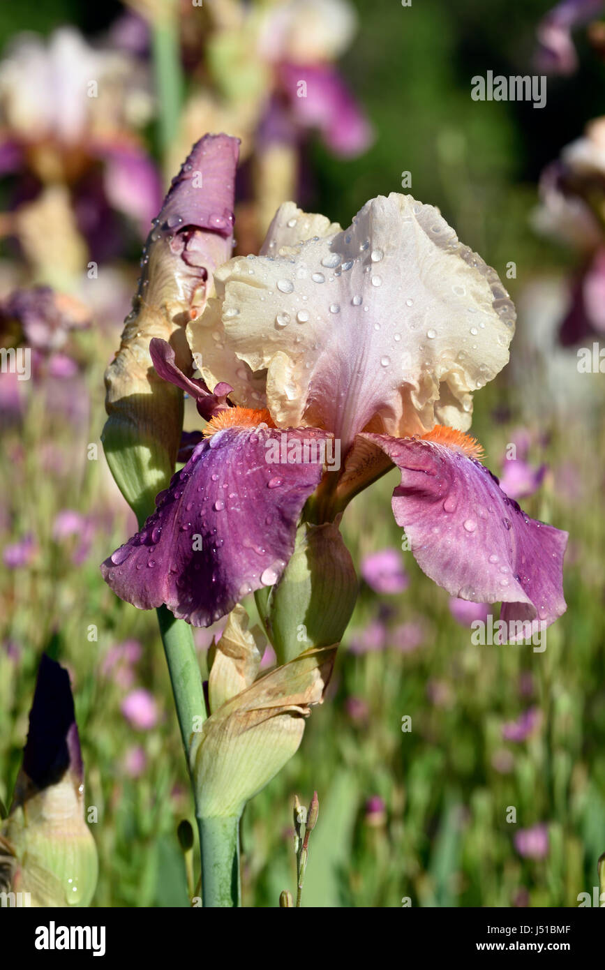 Iris flower in botanical garden Stock Photo - Alamy