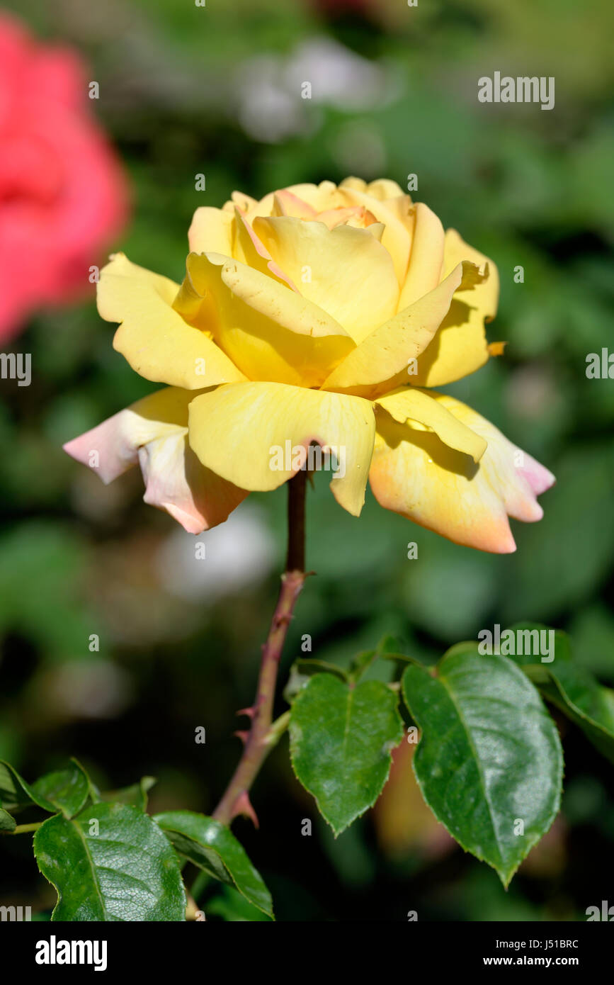 Yellow Rose Garden High Resolution Stock Photography and Images - Alamy