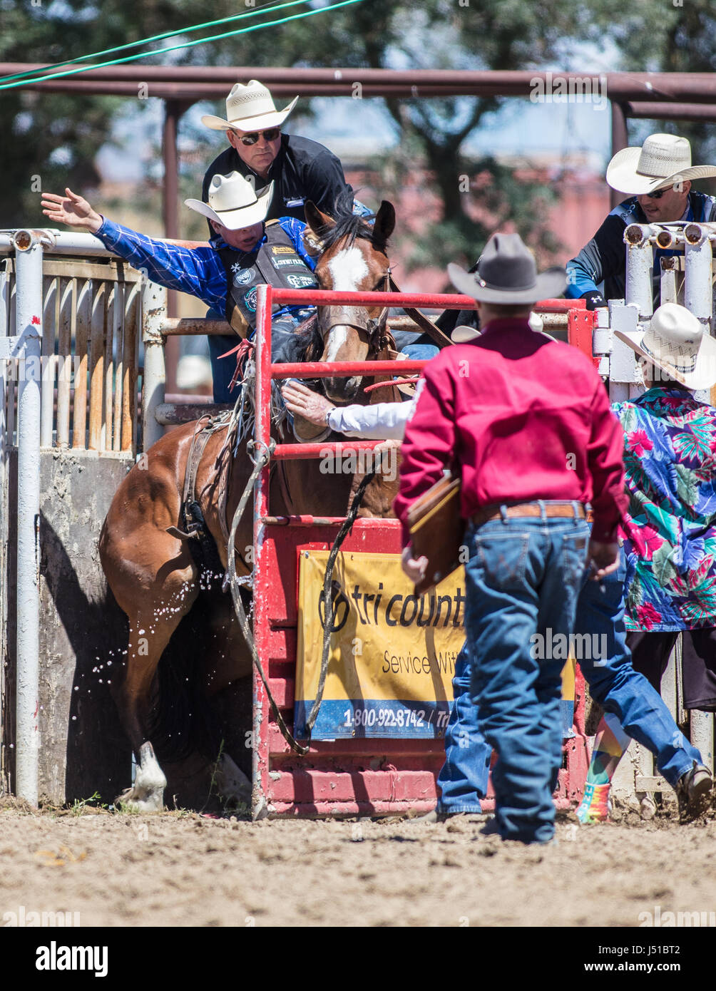 Bronc horse rodeo west western cowboy hi-res stock photography and ...