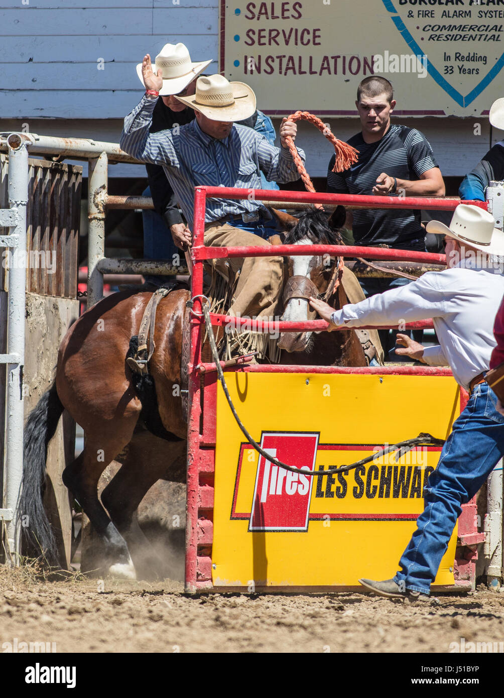 Saddleback bronc riding action at the rodeo in Cottonwood, California ...