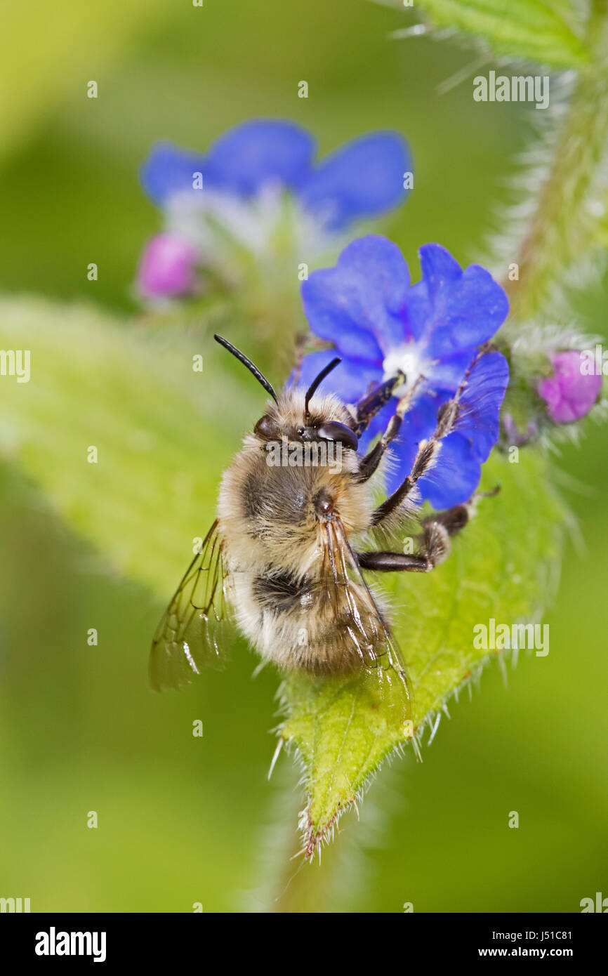 Male Hairy-footed Flower Bee feeding on green alkanet Stock Photo - Alamy