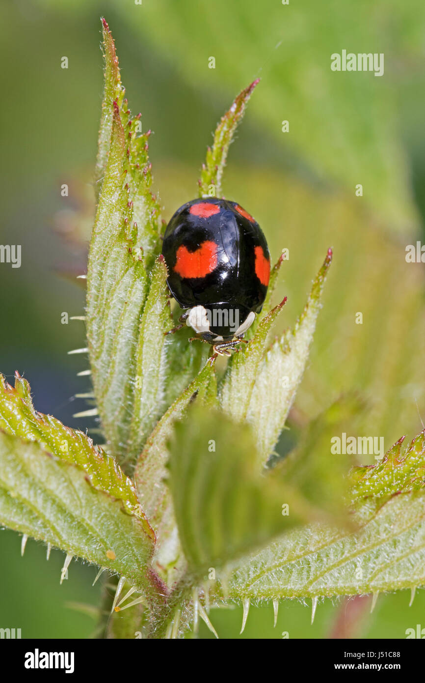 Invasive ladybird hi-res stock photography and images - Alamy