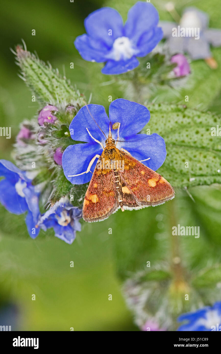 Micro moth hi-res stock photography and images - Alamy