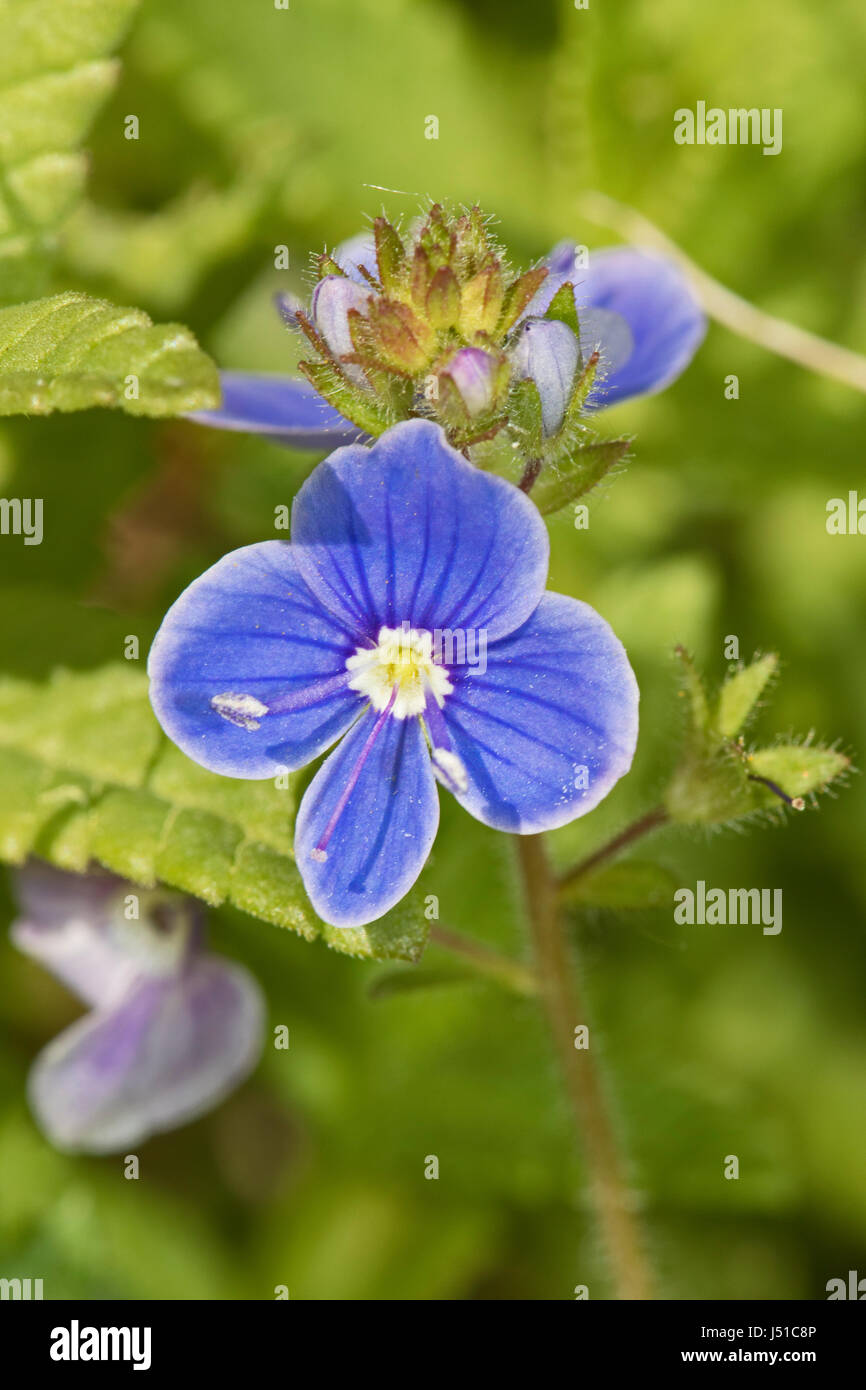Germander Speedwell (Veronica chamaedrys Stock Photo - Alamy