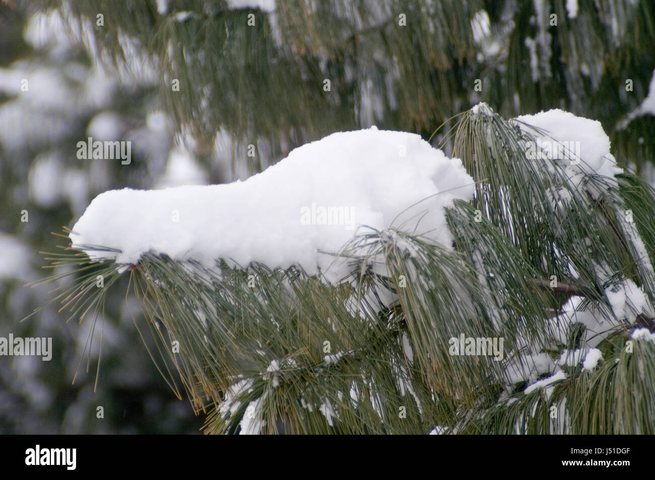 Snow On a Branch, Winter Stock Photo - Alamy