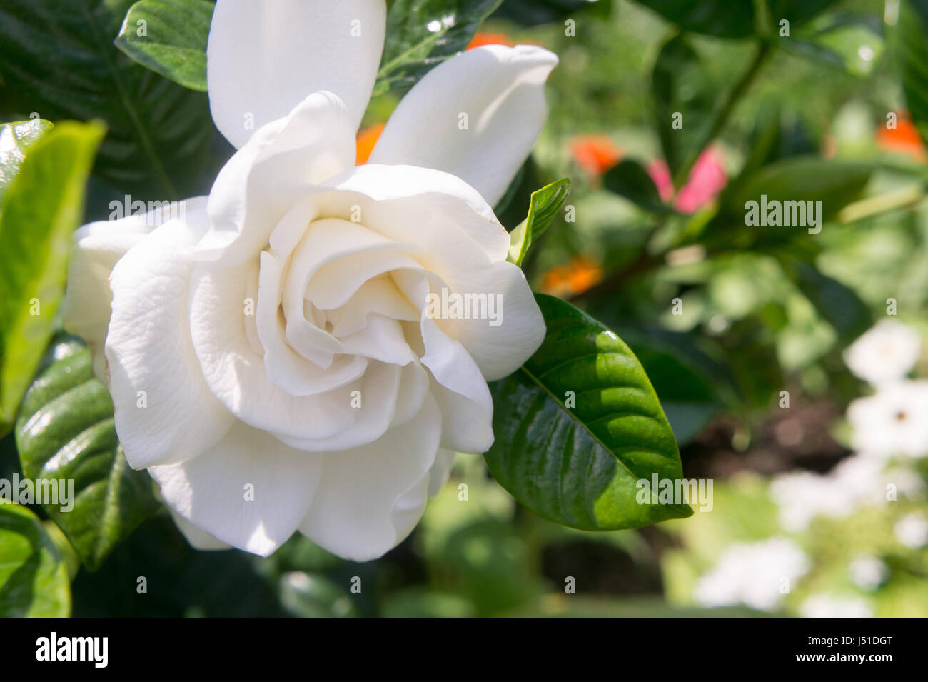 Gardenia bush hi-res stock photography and images - Alamy