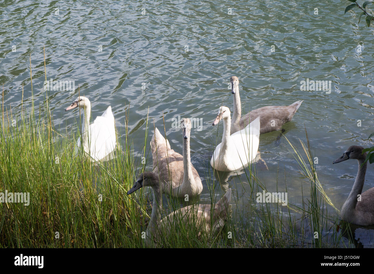 Cape cod water birds hi-res stock photography and images - Alamy