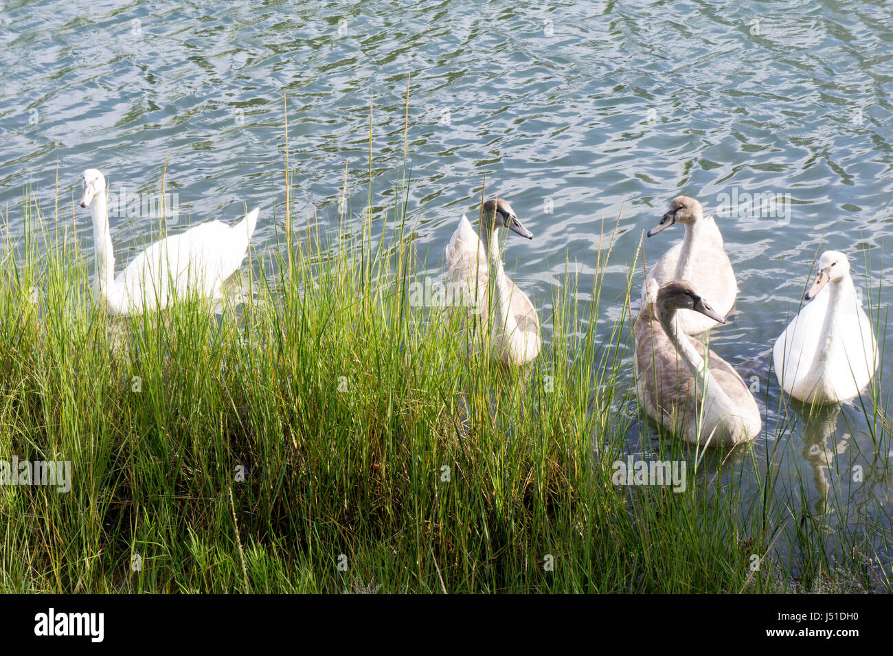 Cape cod water birds hi-res stock photography and images - Alamy