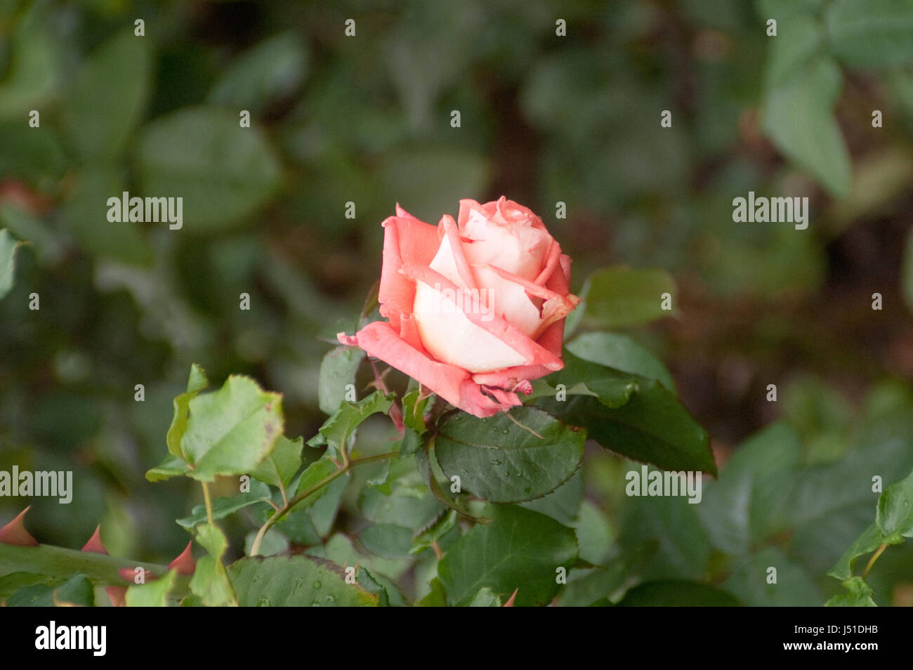 Flor rose hi-res stock photography and images - Alamy