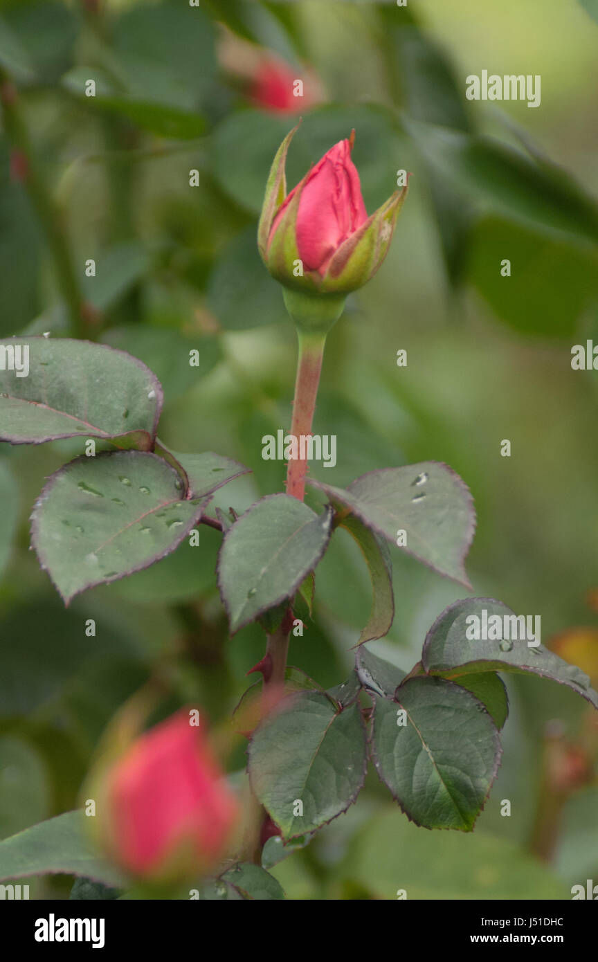 Rose bud green plant hi-res stock photography and images - Alamy