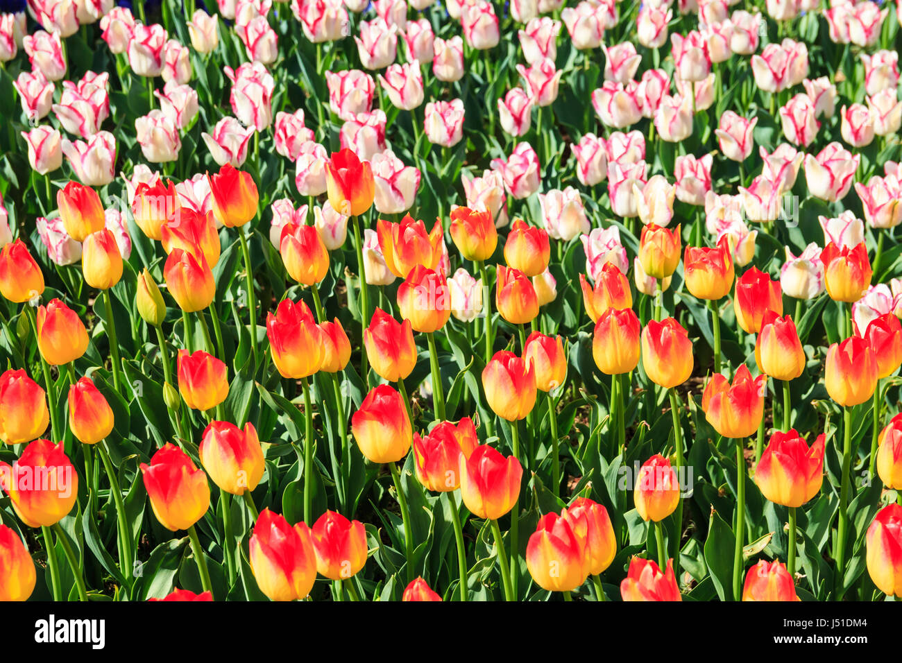 Colorful park hi-res stock photography and images - Alamy