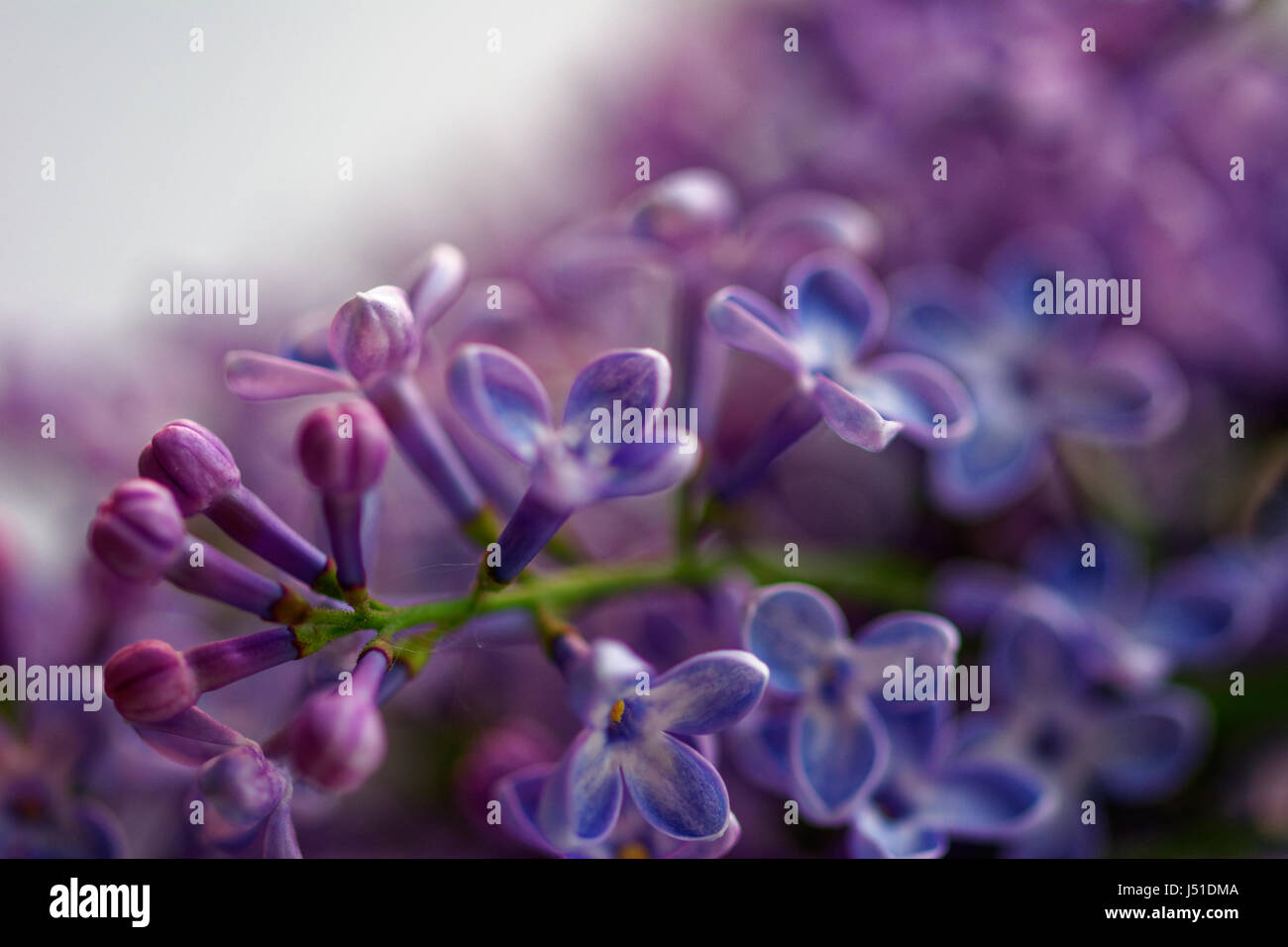 Lilac blooms. A beautiful bunch of lilac closeup. Lilac Flowering Stock ...