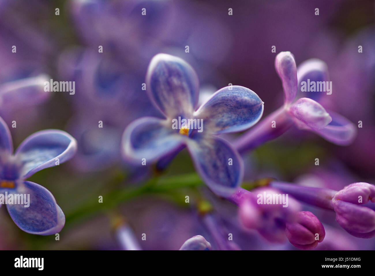 Lilac blooms. A beautiful bunch of lilac closeup. Lilac Flowering Stock ...