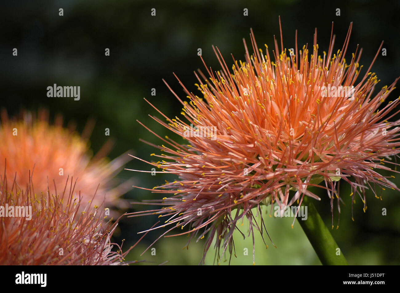 Wilhelma hi-res stock photography and images - Alamy