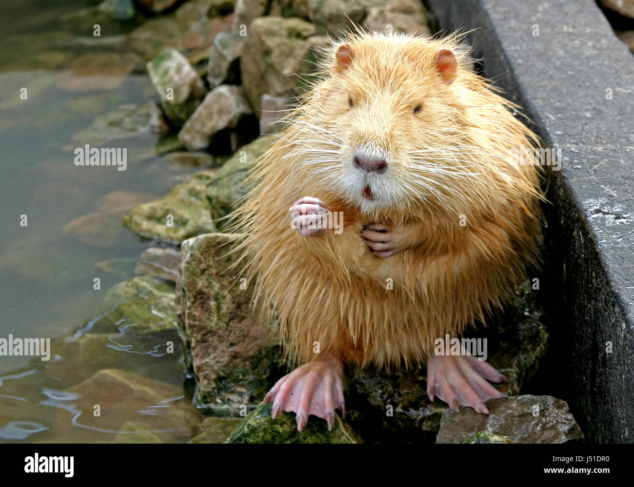 sign signal gesture indicate show hand finger symbolic animal animals ...