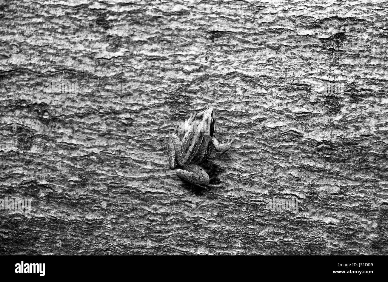 Insel rgen Black and White Stock Photos & Images - Alamy