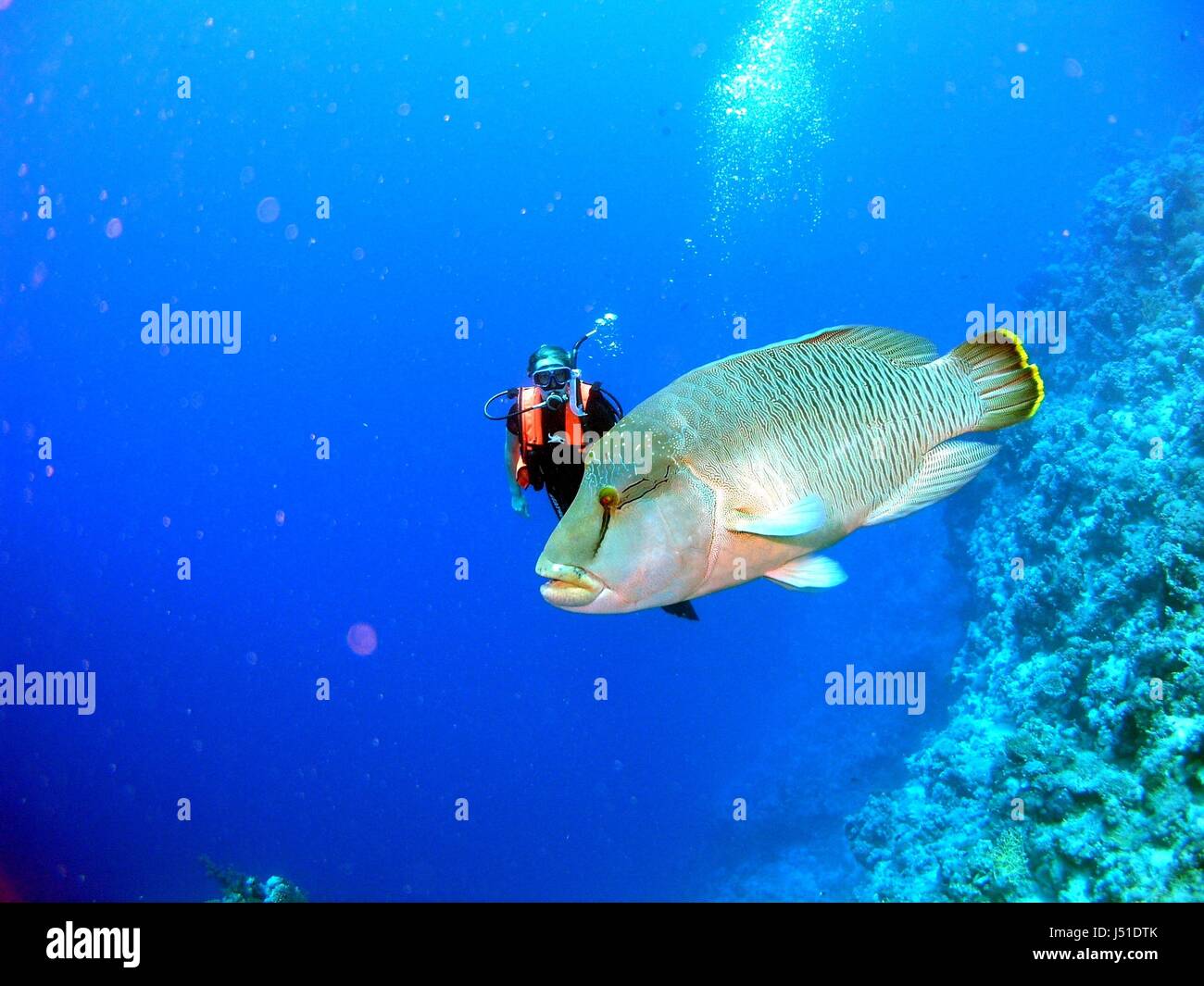 Napoleon fisch hi-res stock photography and images - Alamy