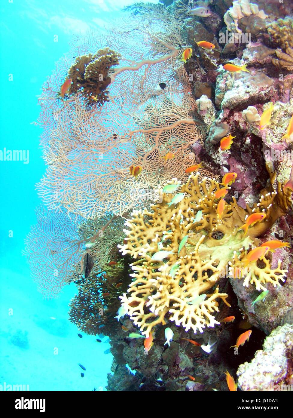 Horn corals hi-res stock photography and images - Alamy