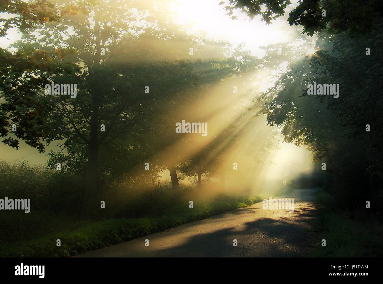 tree trees green leaves fog sunbeam sunshine path way shine shines ...