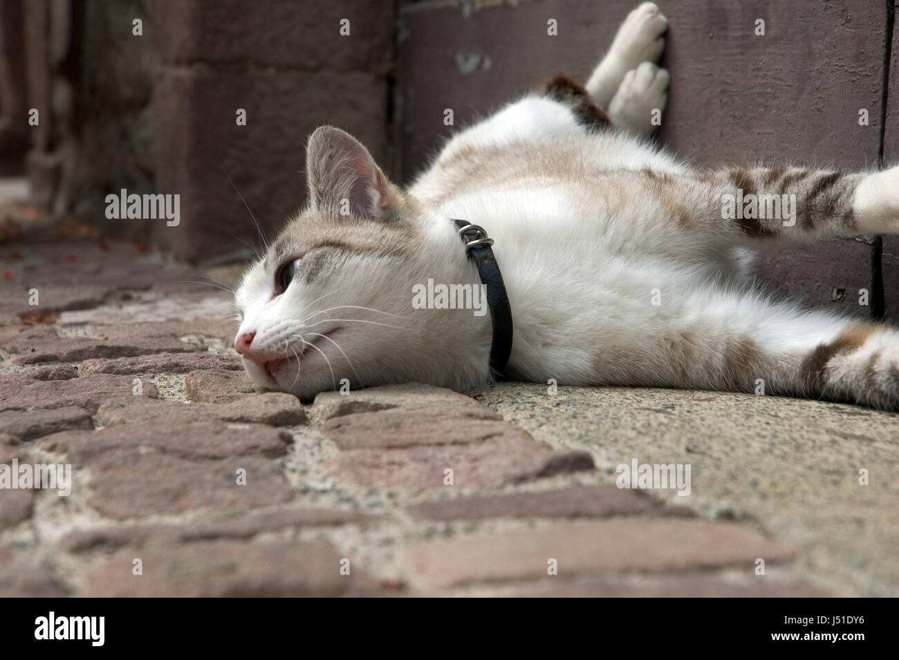 wild door lie lying lies situation position determination cute pussycat ...