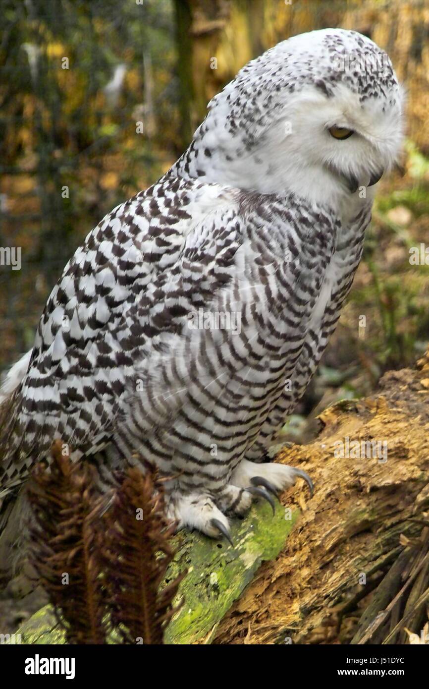 Hedwig harry potter hi-res stock photography and images - Alamy
