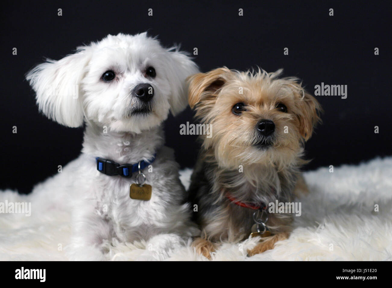 jessy and penny Stock Photo - Alamy