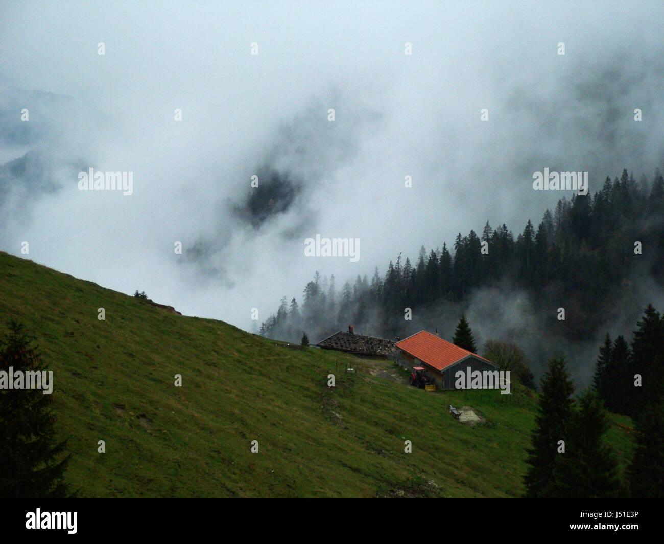 tree trees plant green hike go hiking ramble meadow scenery countryside ...