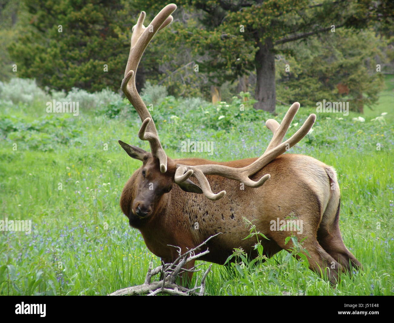 animal,wild,america,cornets,horns,roe,hart,stag,american elk,yellostone ...