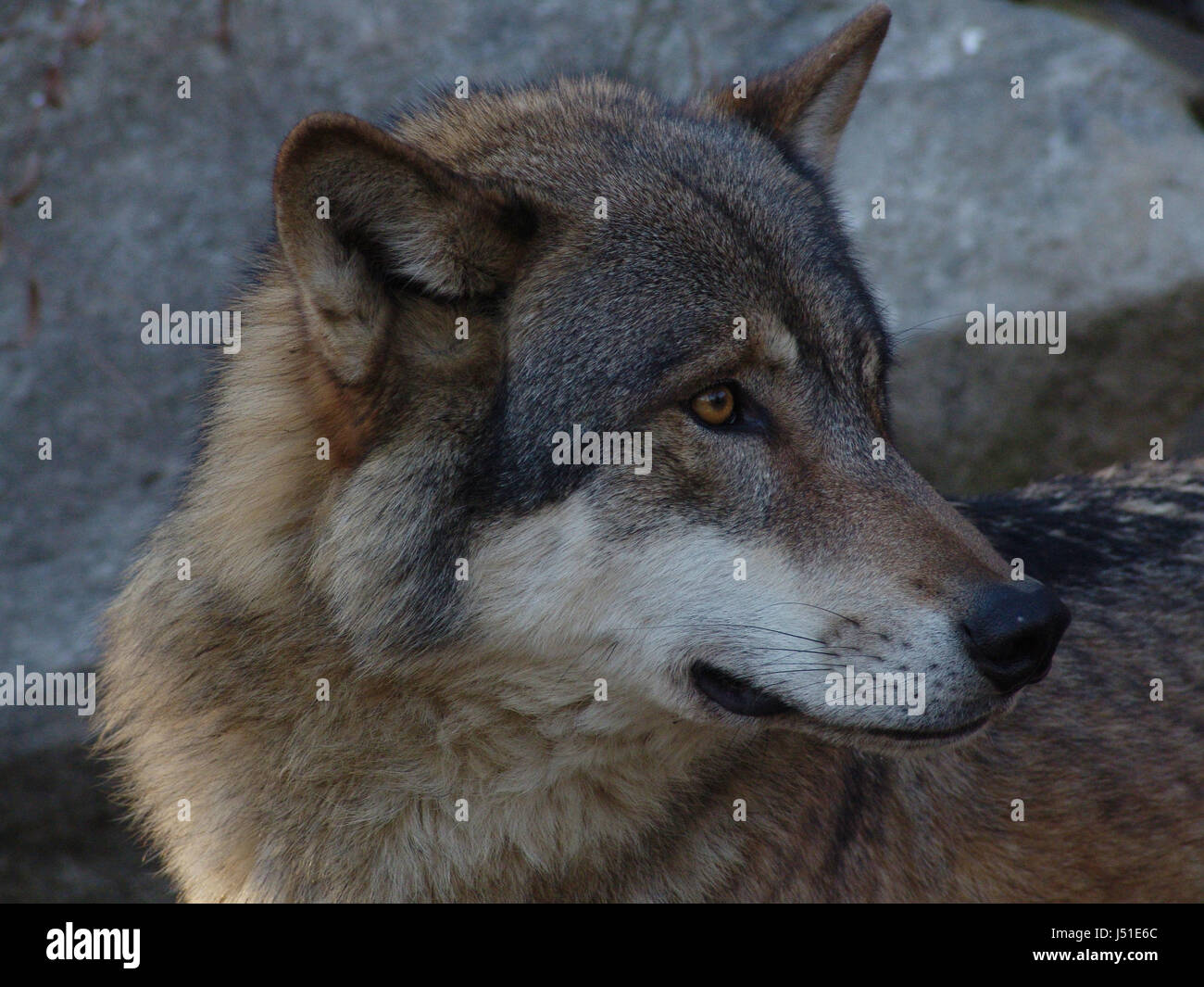 danger fur skin power order wolf she-wolf pack wolfhound subordination ...