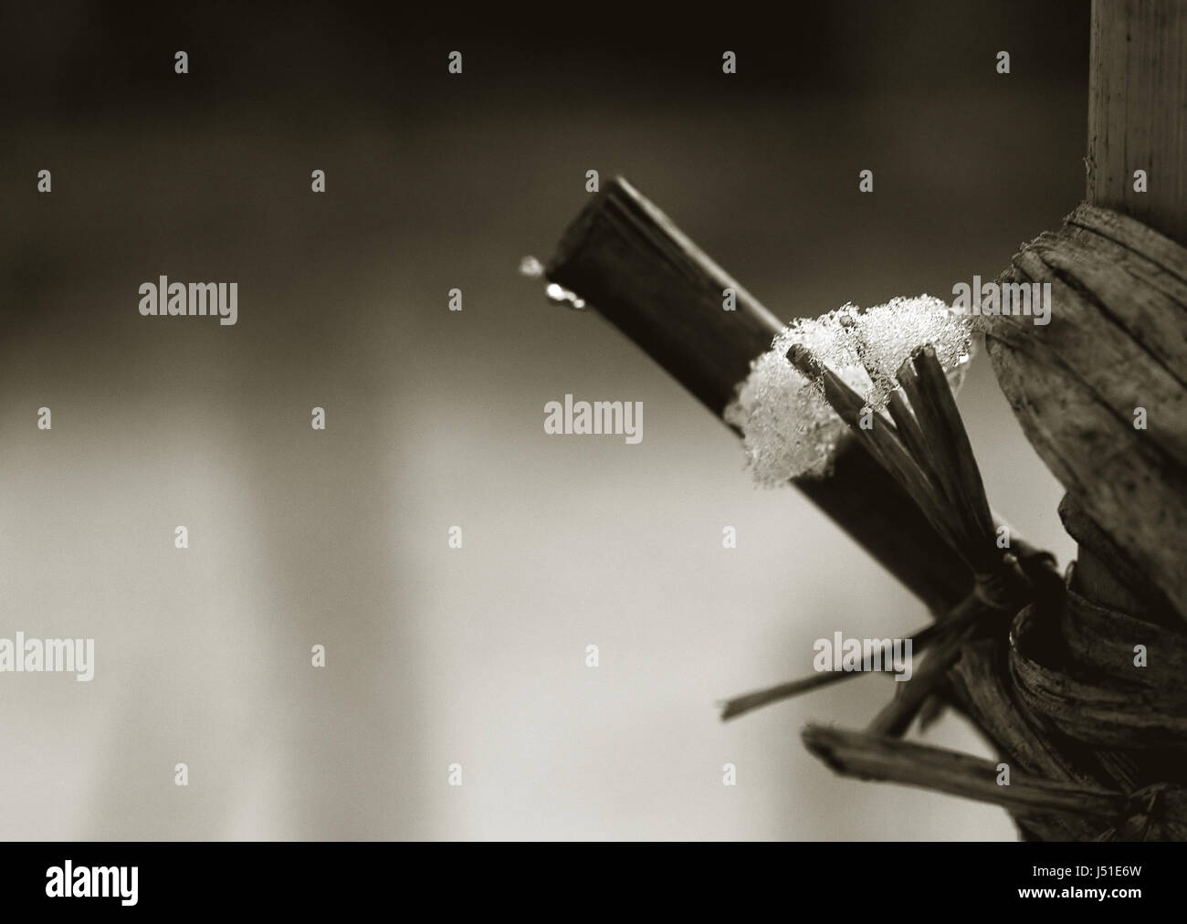 garden winter flower plant cold ripe stalk bind hoarfrost rotten angle ...