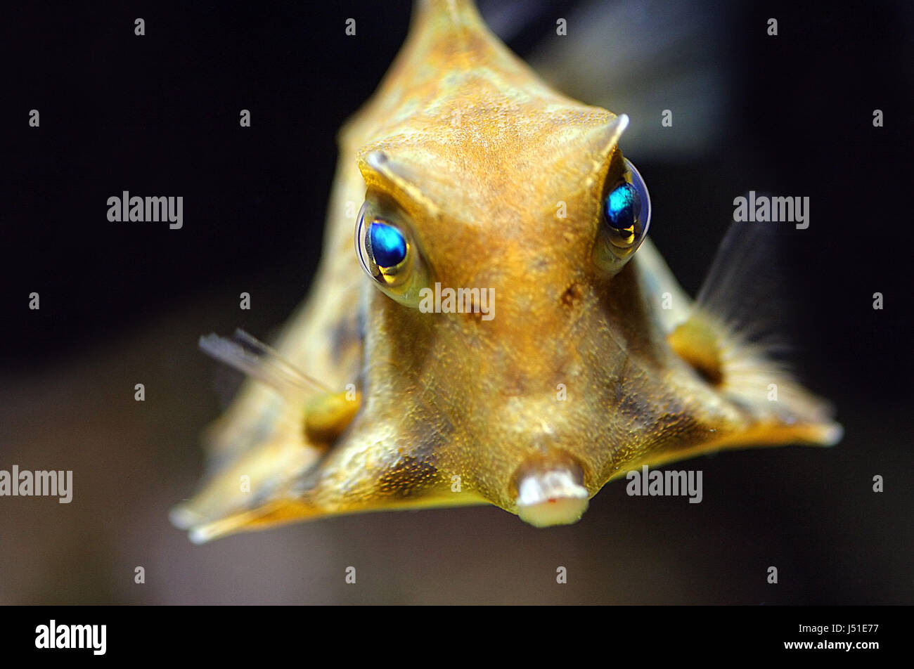 animal fish eyes look glancing see view looking peeking looking at look ...