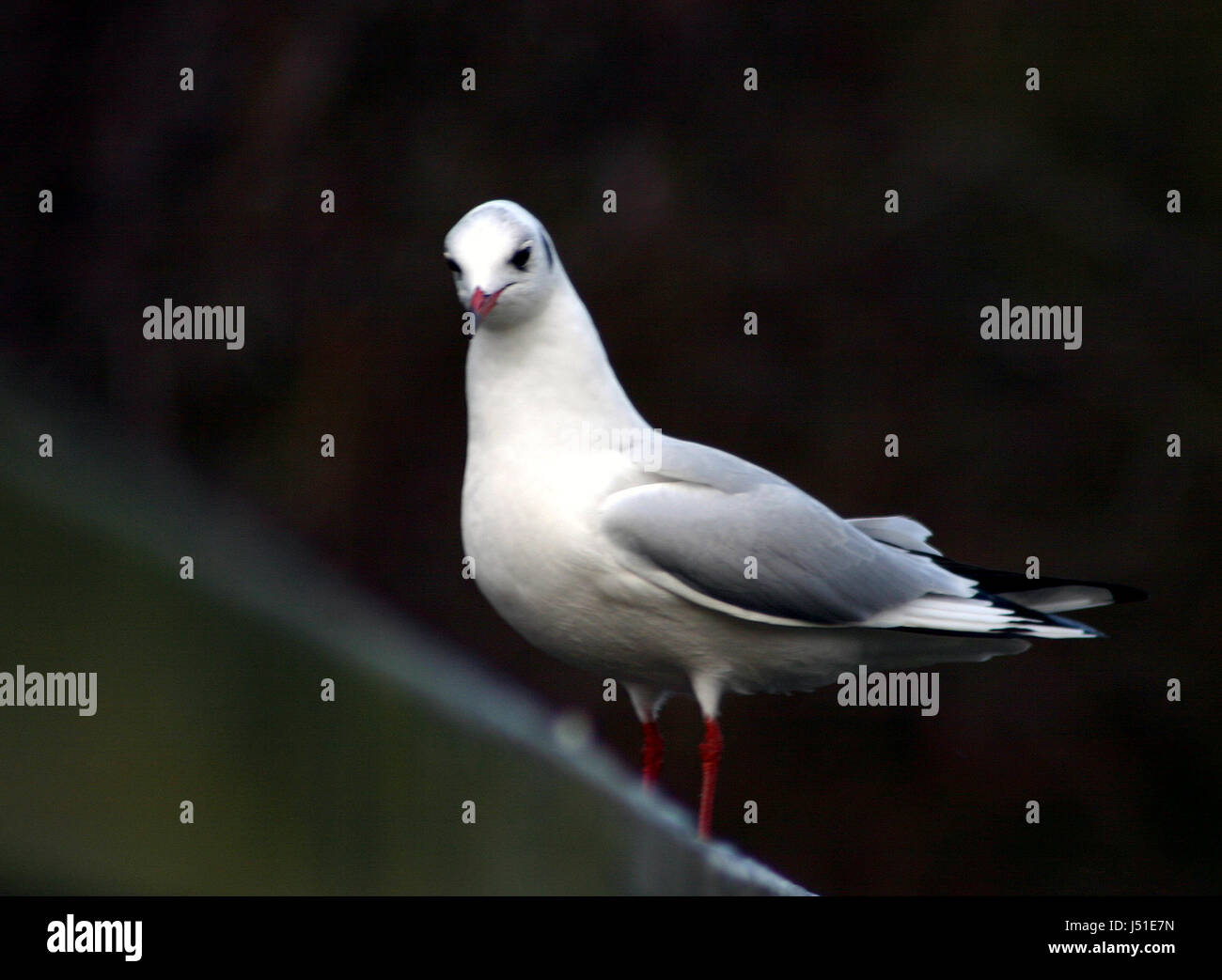 bird animals birds look glancing see view looking peeking looking at ...