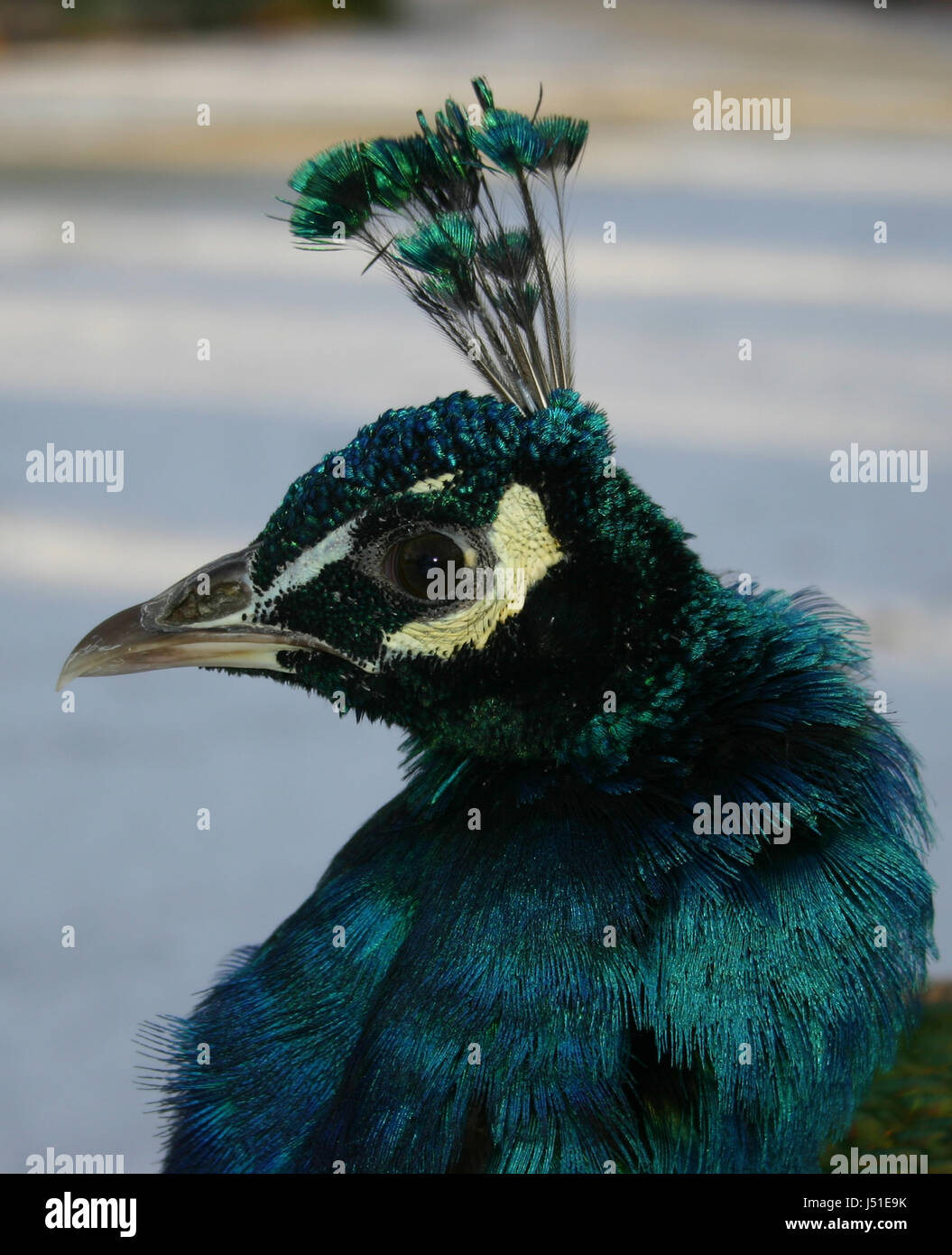 winter bird birds beak brilliance crown peacock emperor king beaks ...