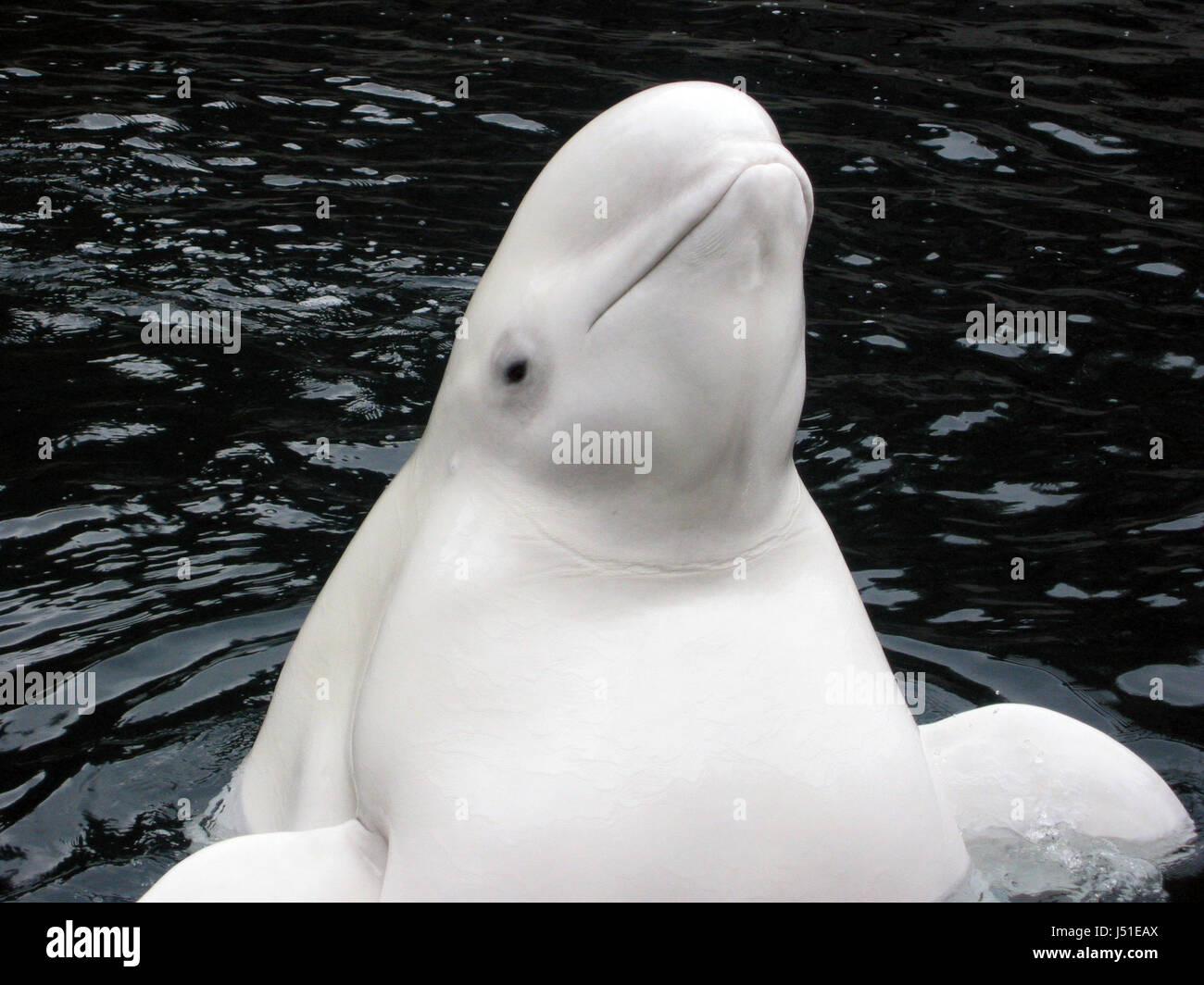 Beluga wal hi-res stock photography and images - Alamy