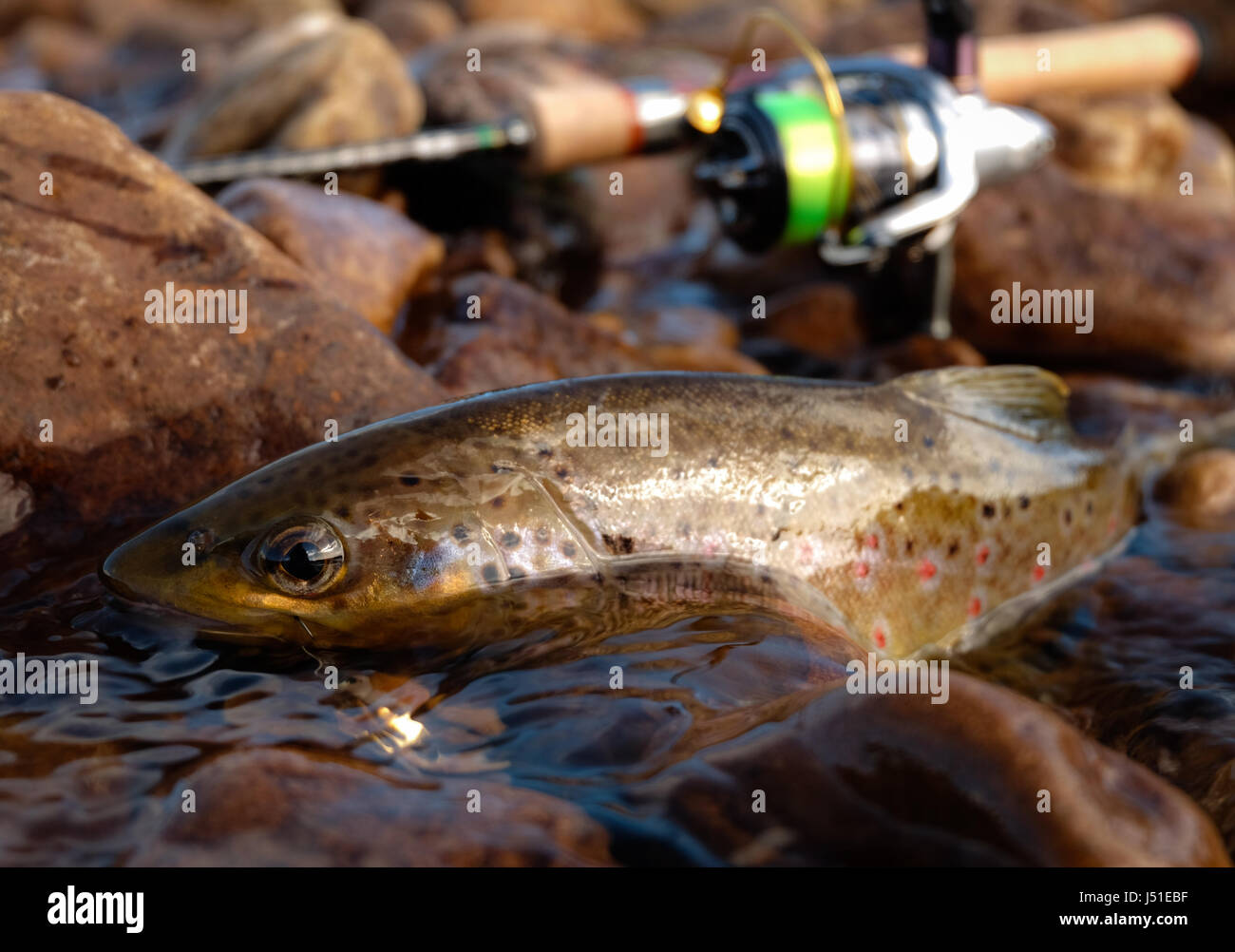 Trout fishing mountain river hi-res stock photography and images - Alamy