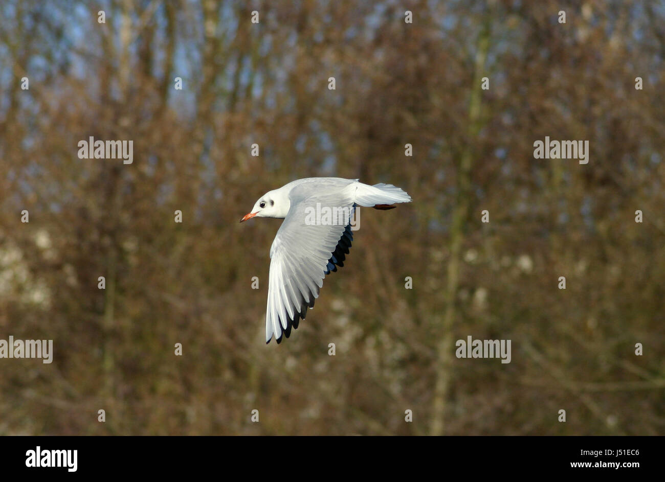 scharf question mark Stock Photo - Alamy