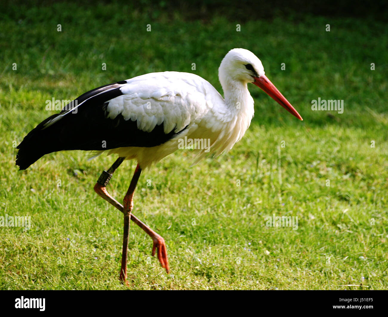 Kids birds hi-res stock photography and images - Alamy