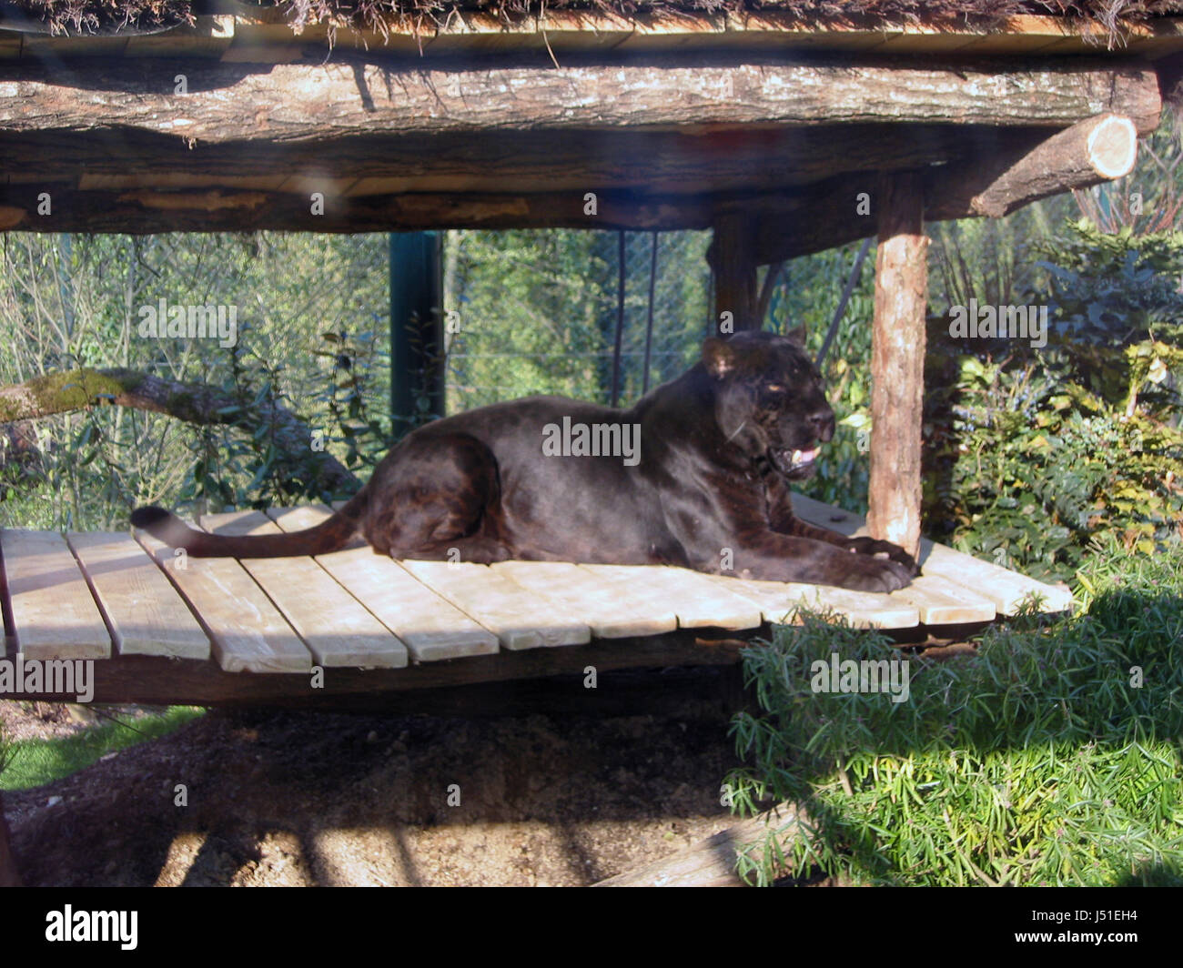 animal africa hunter big cat feline predator black swarthy jetblack ...