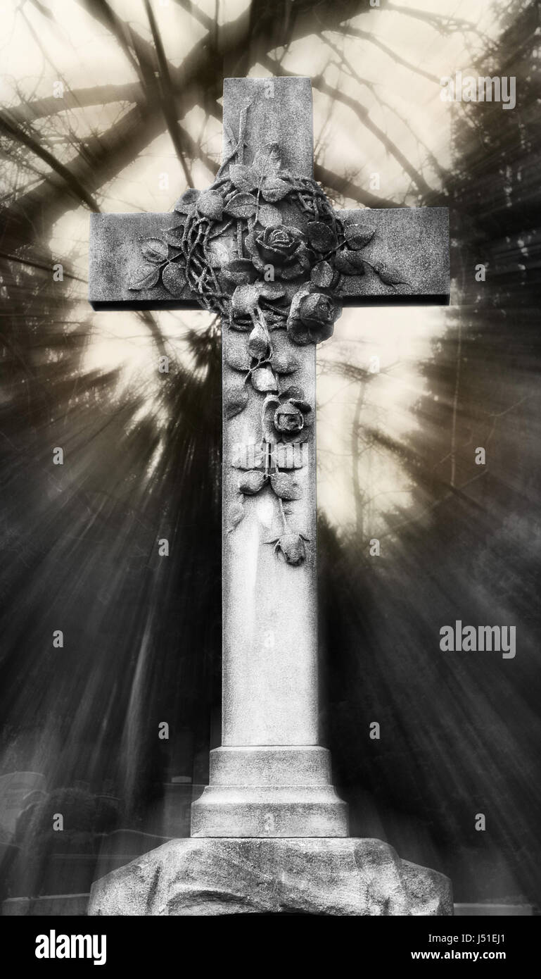 Stone roses hi-res stock photography and images - Alamy