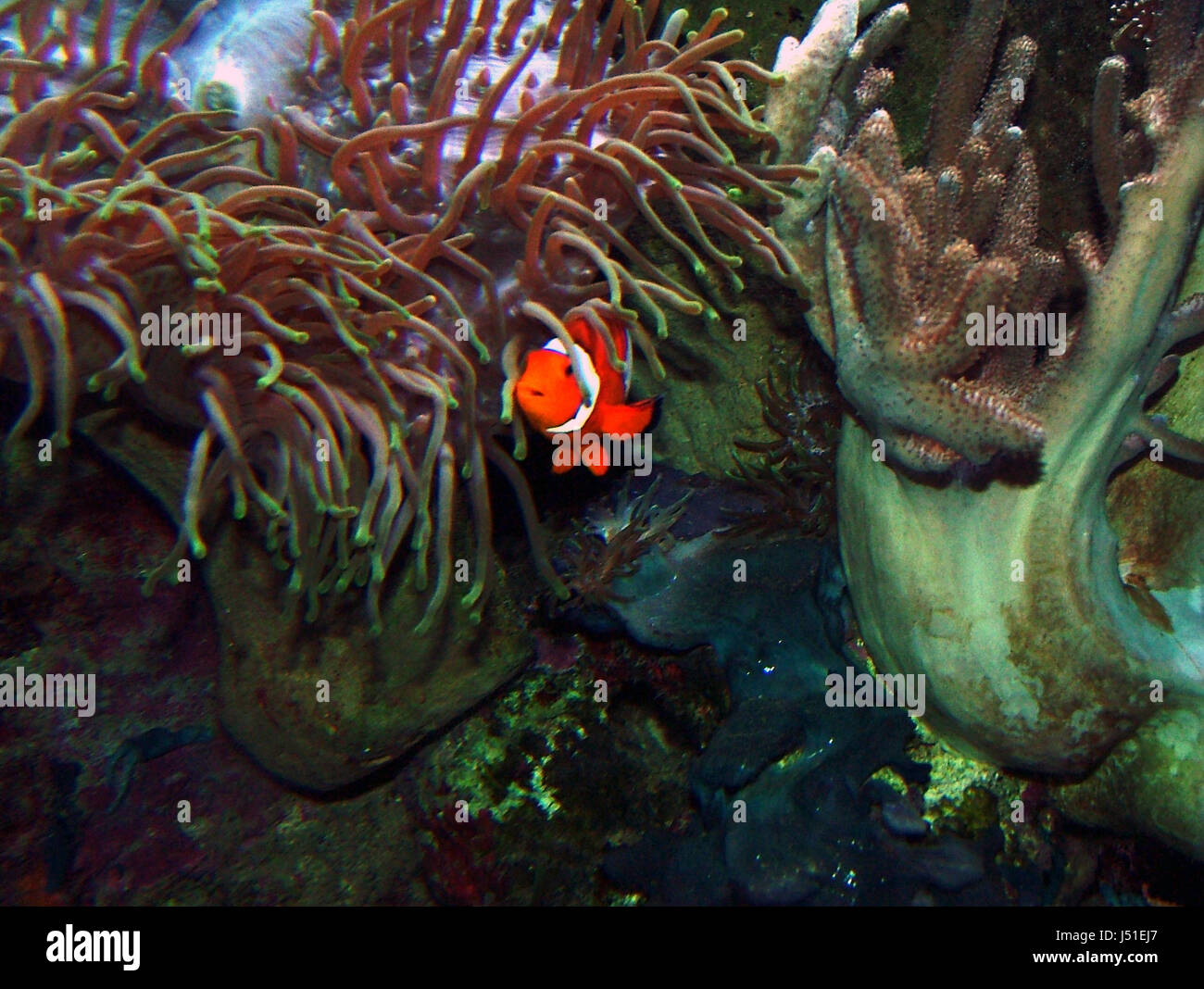 environment enviroment sport sports aquarium fish dive Duisburg clown ...