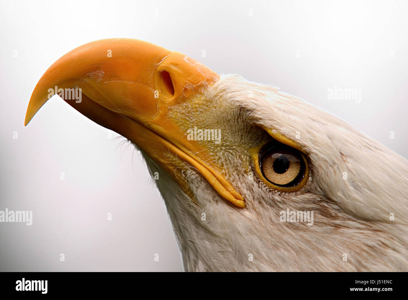 raptor look glancing see view looking peeking looking at beak ...