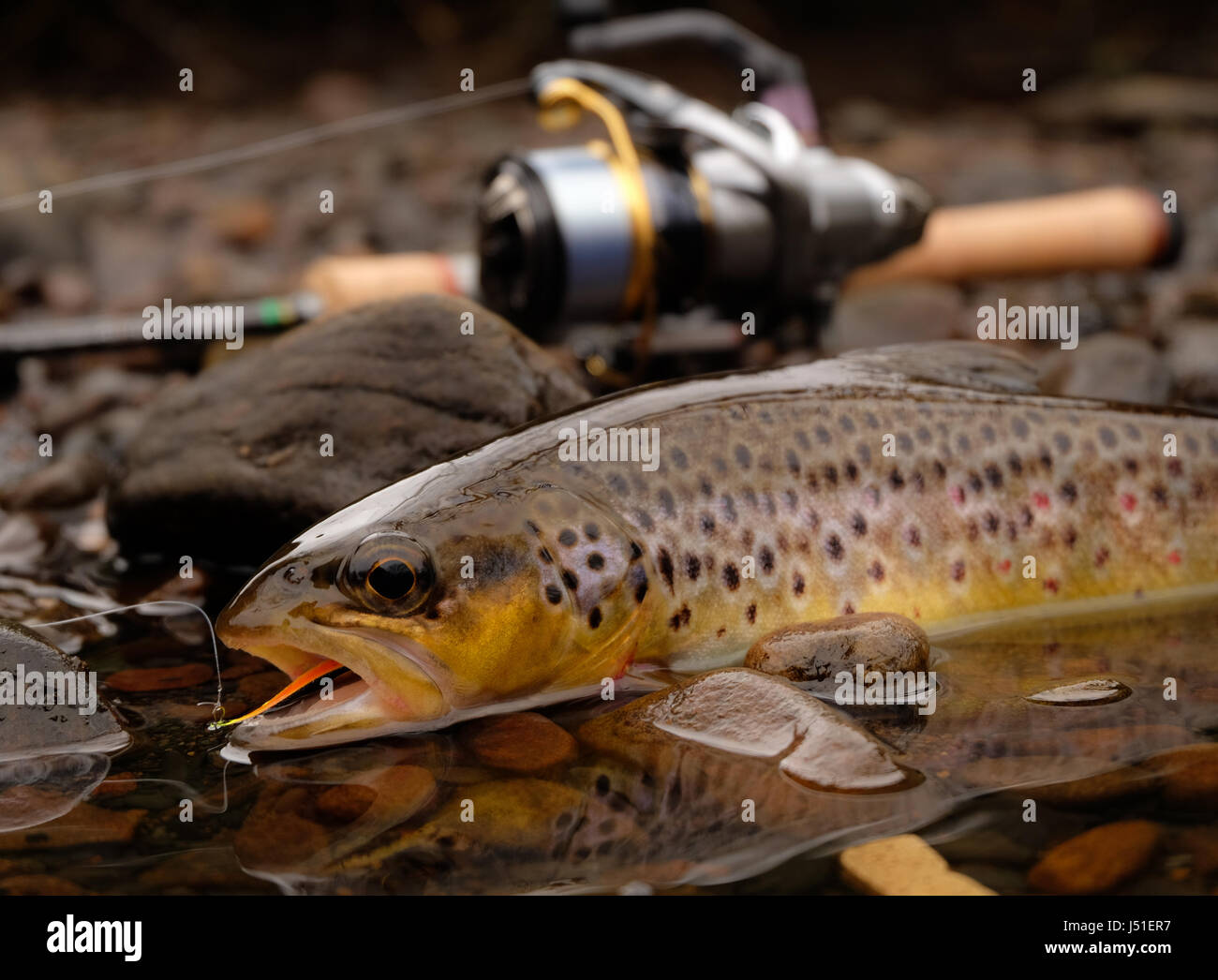 Trout fishing mountain river hi-res stock photography and images - Alamy