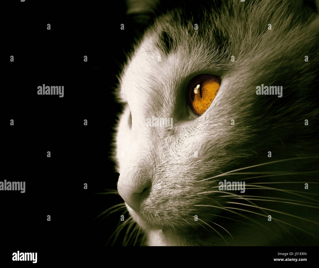 Bernsteinauge hi-res stock photography and images - Alamy