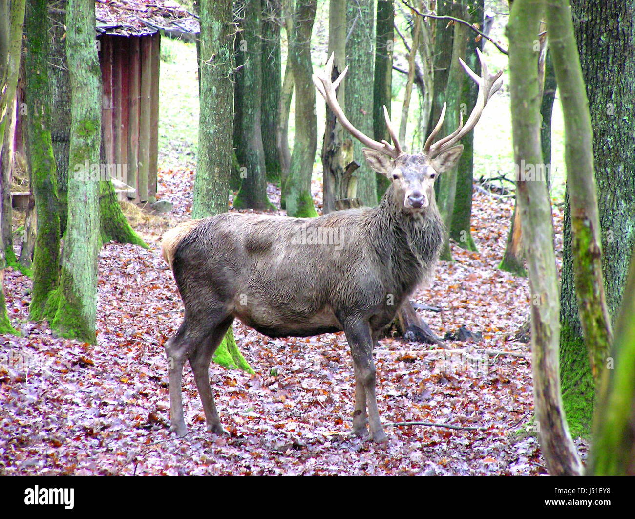 Stag tree hi-res stock photography and images - Alamy