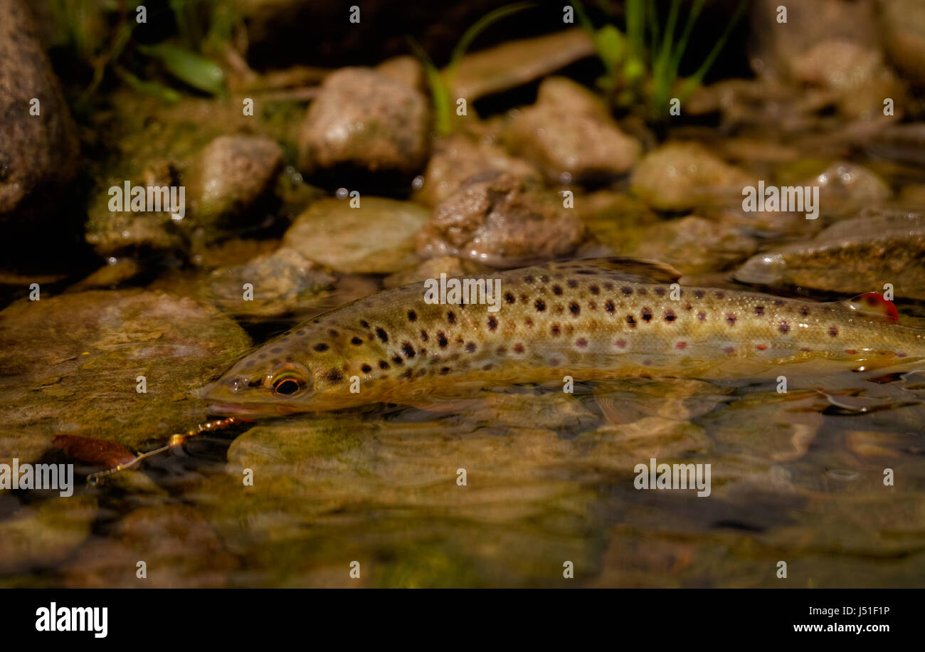Cladagh river, Co. Cavan, Ireland Stock Photo - Alamy