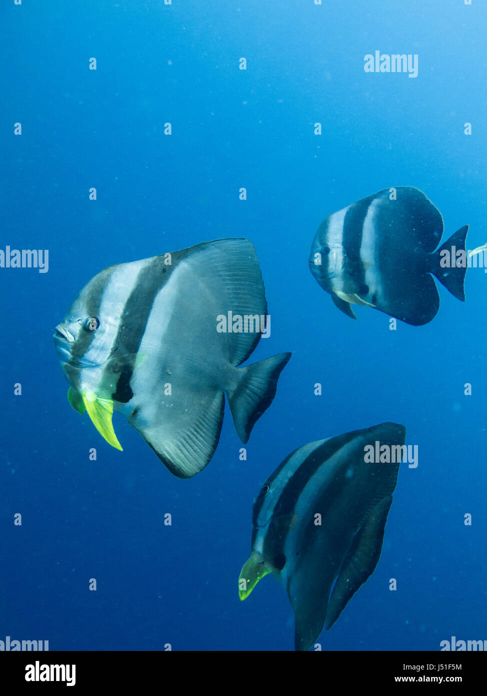bat fish with yellow fins swim together Stock Photo - Alamy